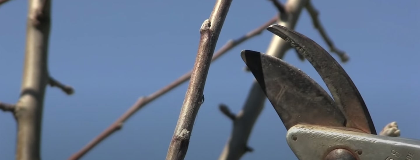 Stimulate Apple Tree Production | Apple Tree Care