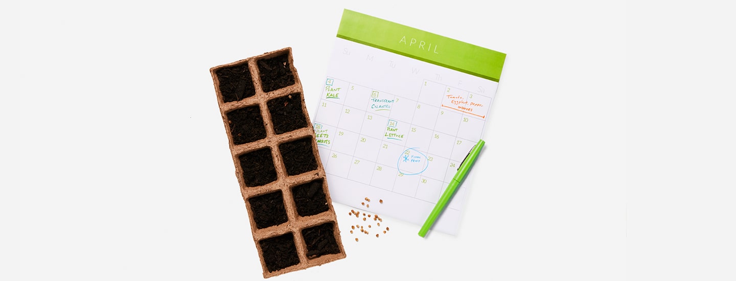 Direct Seeding & Transplanting Tips | SEEDS OF CHANGE™