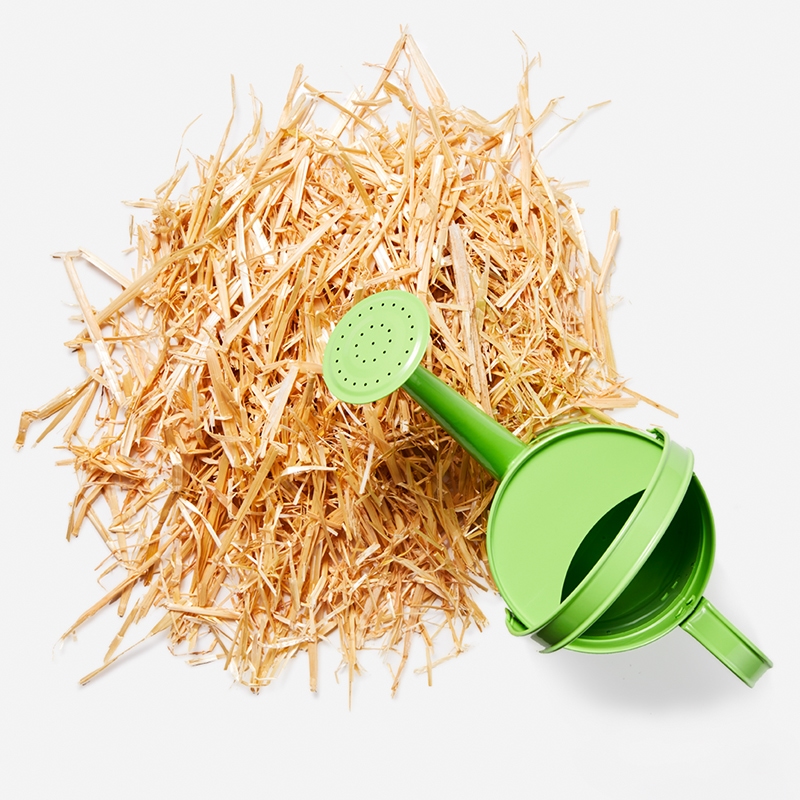 Direct Seeding & Transplanting Tips | SEEDS OF CHANGE™