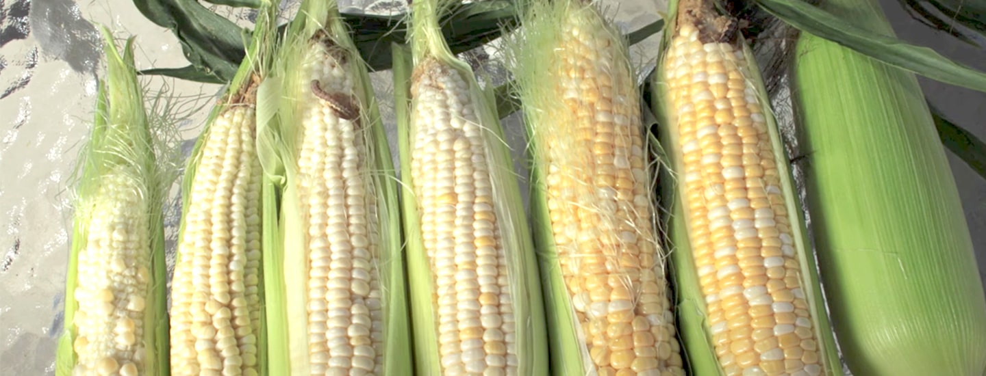 Sweet Corn Growing Tips | Grow Your Own Sweet Corn